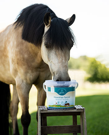 Pferdefutter im Onlineshop | kraemer.de