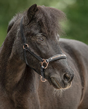Halfter und Stricke für dein Pferd online | kraemer.de