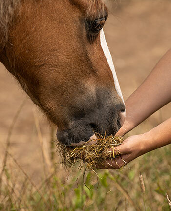 Dein Onlineshop für Pferdefutter | kraemer.de