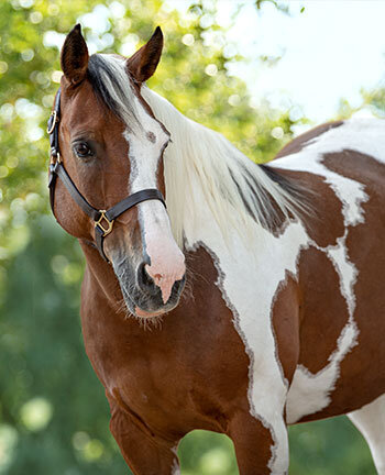 Alles für Westernreiter & Westernpferde bei | kraemer.de