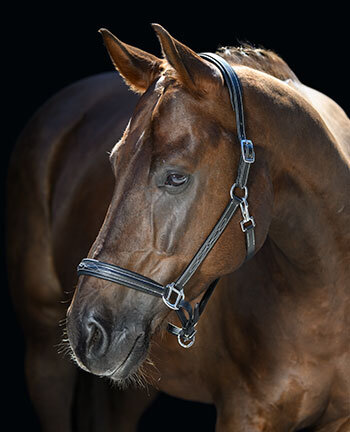 Halfter und Stricke für dein Pferd online | kraemer.de