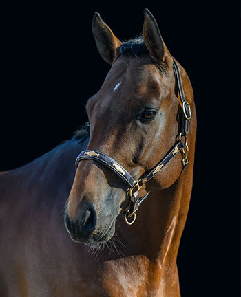 Halfter und Stricke für dein Pferd online | kraemer.de