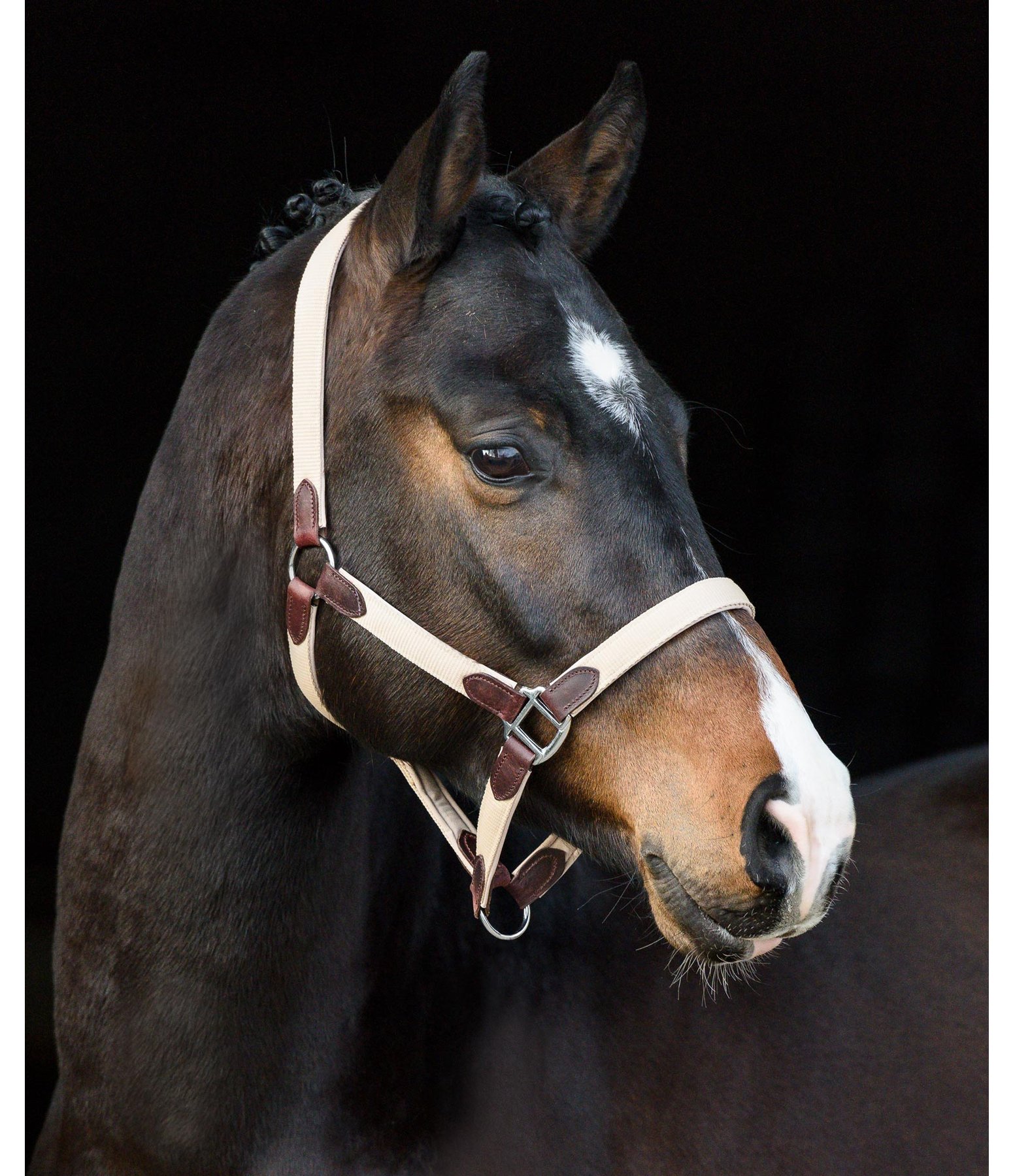 Halfter Kate - Halfter - Krämer Pferdesport