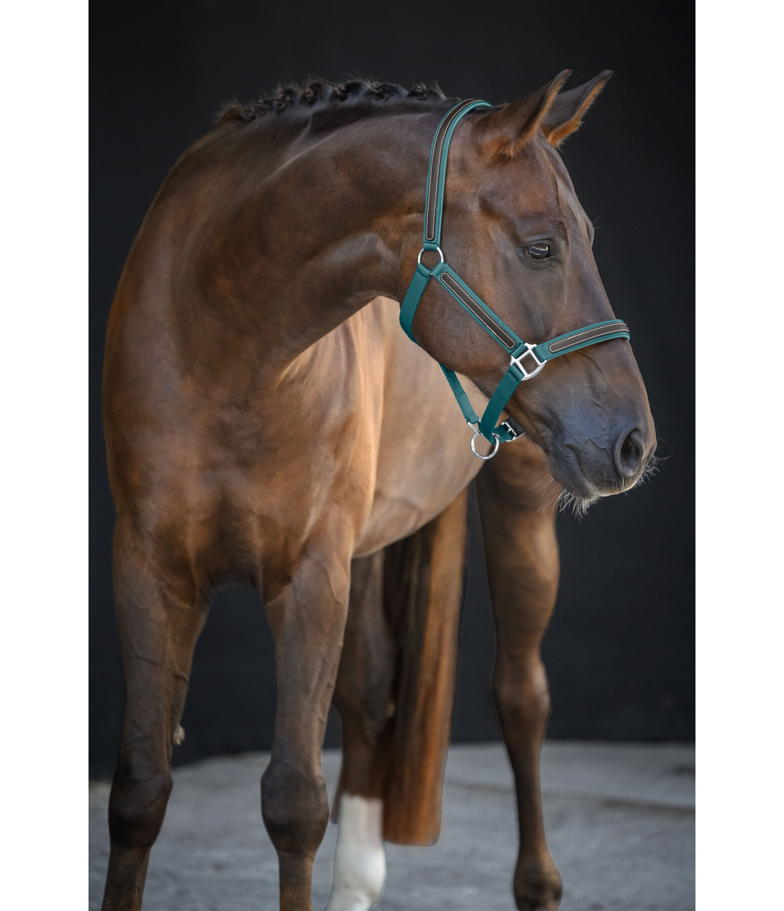 Halfter Charles - Halfter - Krämer Pferdesport